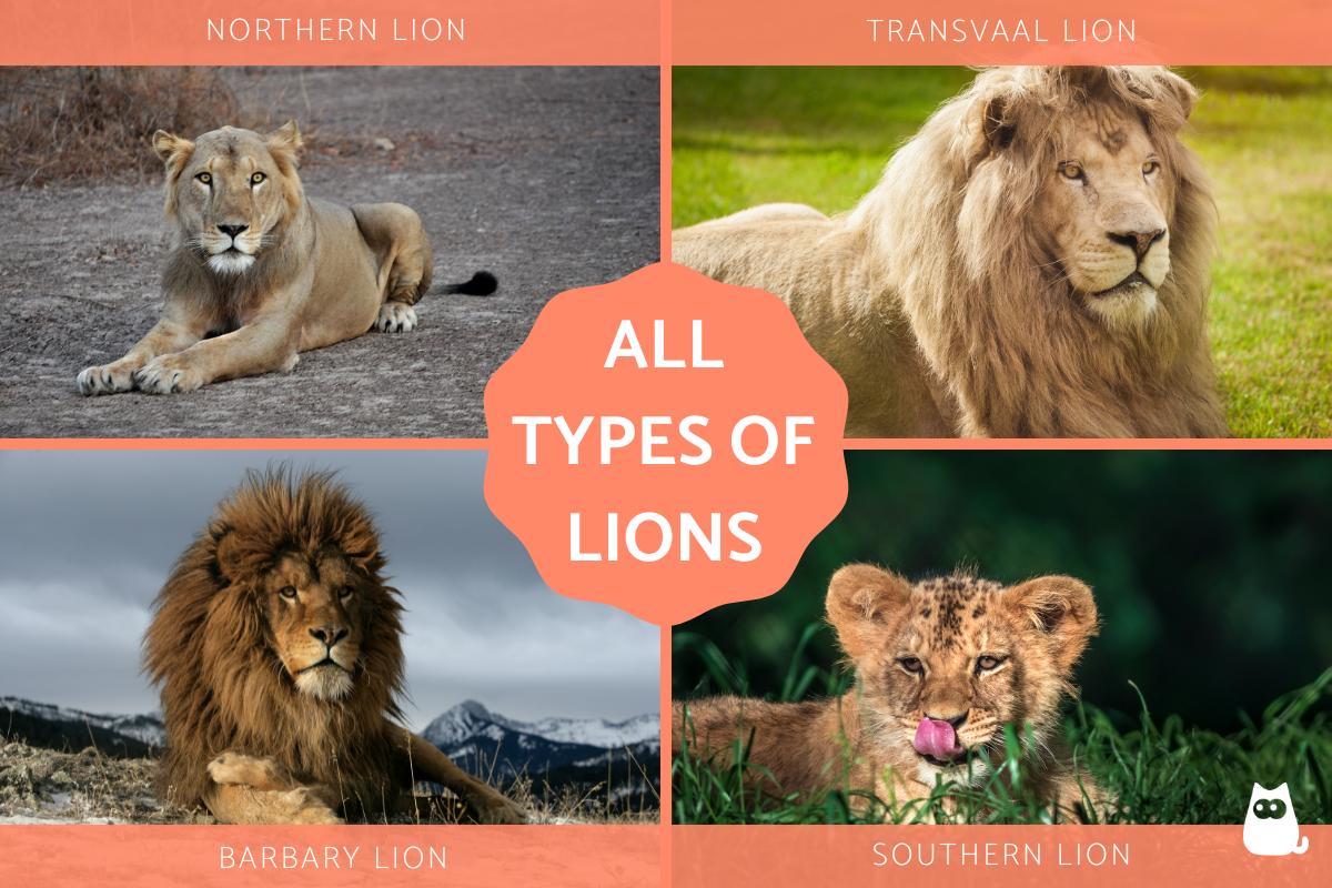 How Many Types of Lions Are There? - All Different Lion Subspecies With ...