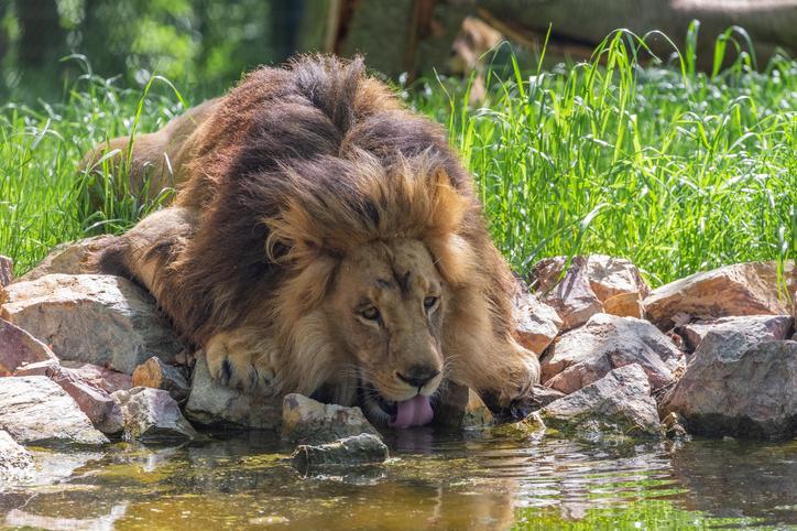 How Many Types of Lions Are There? - All Different Lion Subspecies With ...