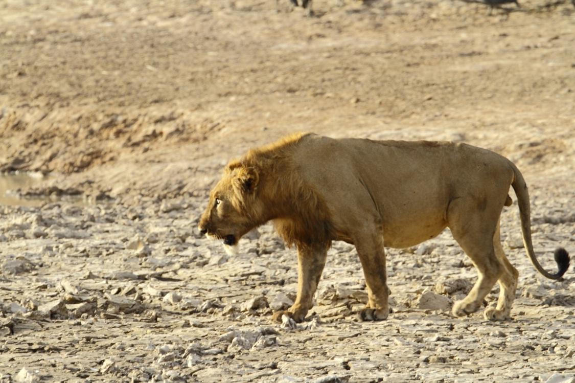 How Many Types of Lions Are There? - All Different Lion Subspecies With ...