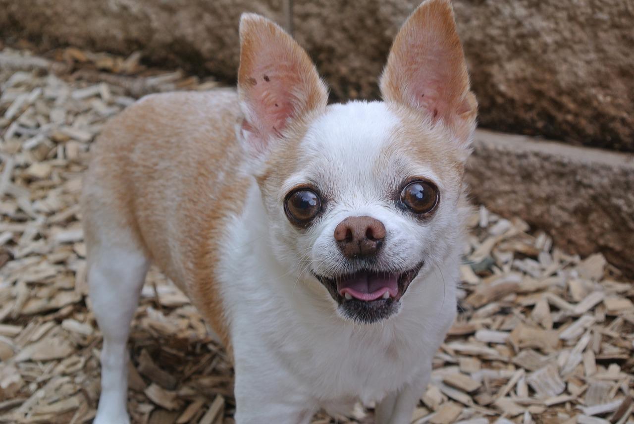 Types of Chihuahua - All Breed Variations With Pictures