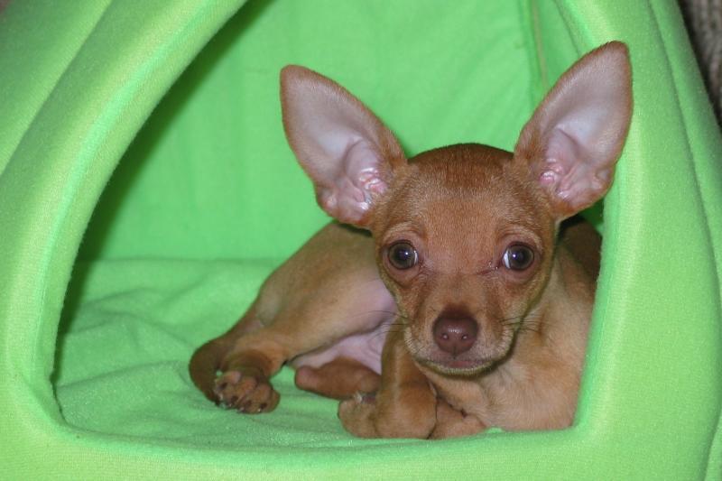Types of Chihuahua - All Breed Variations With Pictures