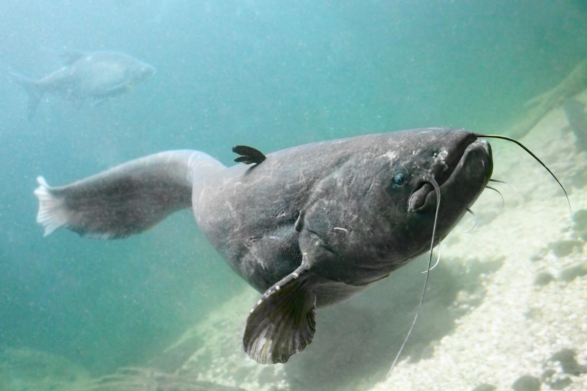 World's 20 Biggest Fish - Complete Size Guide with Photos and Measurements