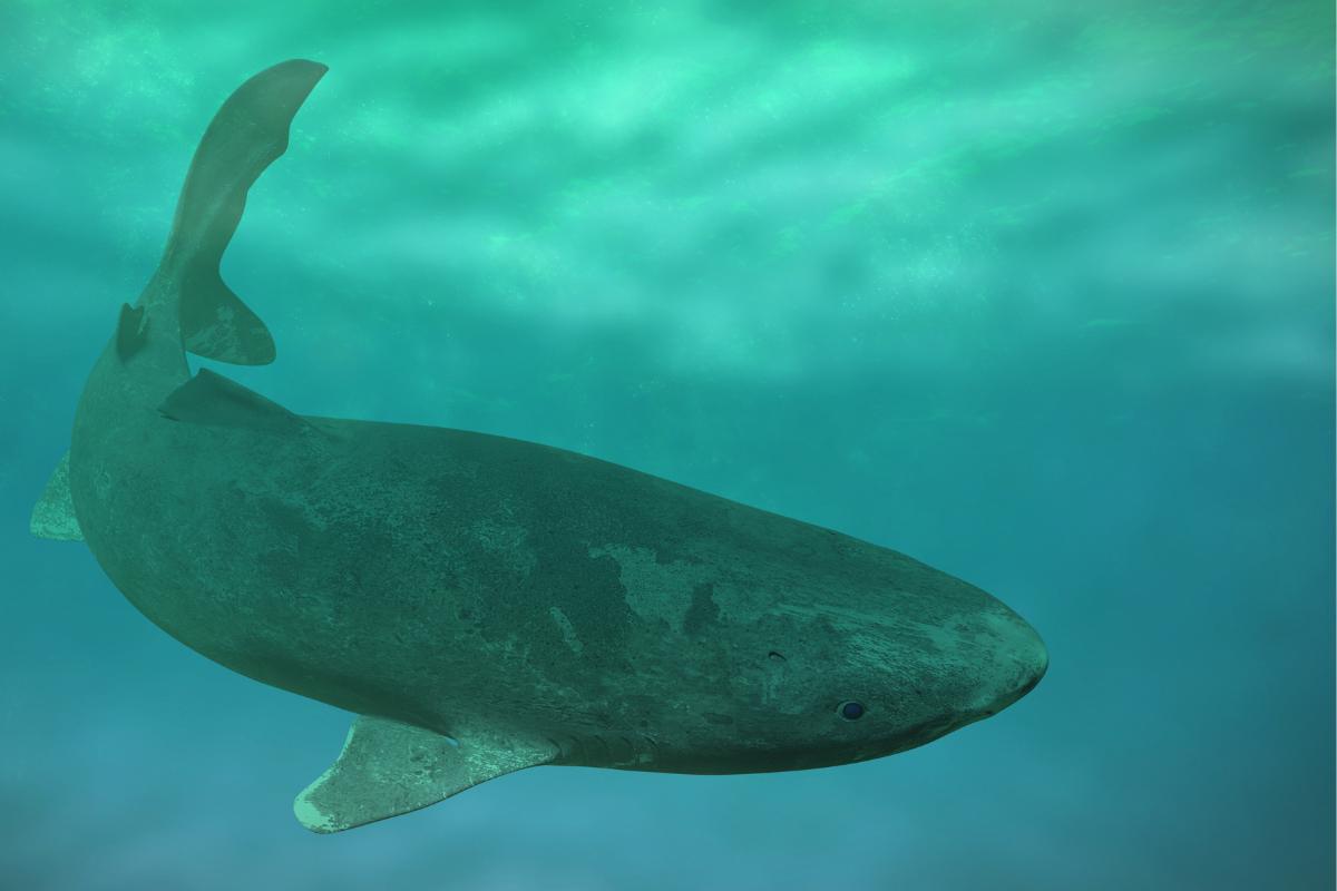 World's 20 Biggest Fish - Complete Size Guide with Photos and Measurements