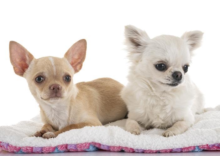 Types of Chihuahua - All Breed Variations With Pictures