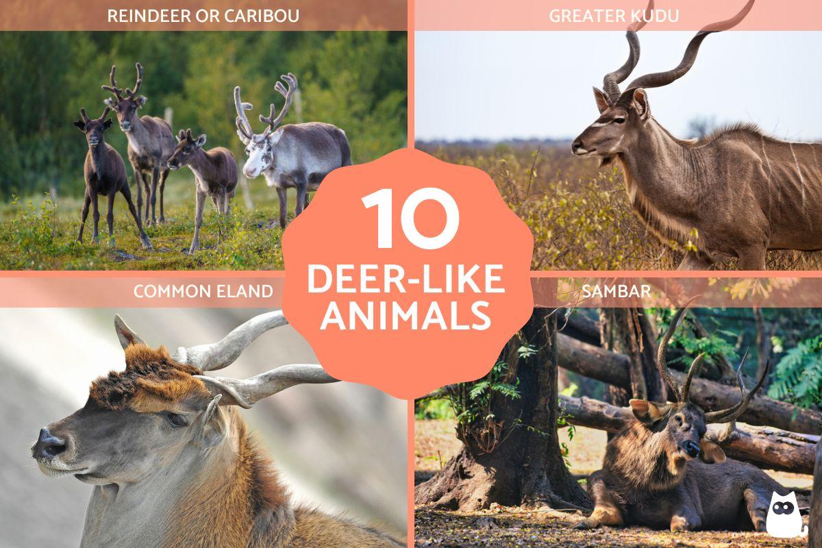 10 Deer-Like Animals - Names and Photos