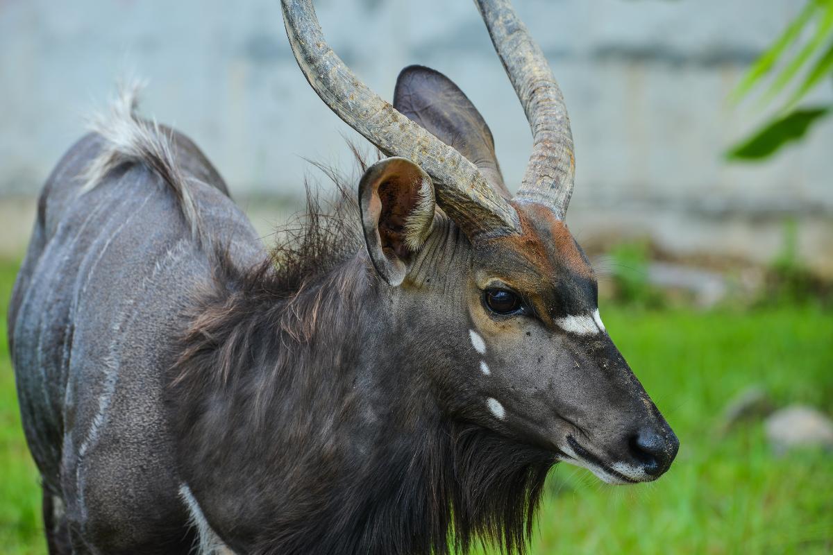 10 Deer-Like Animals - Names and Photos