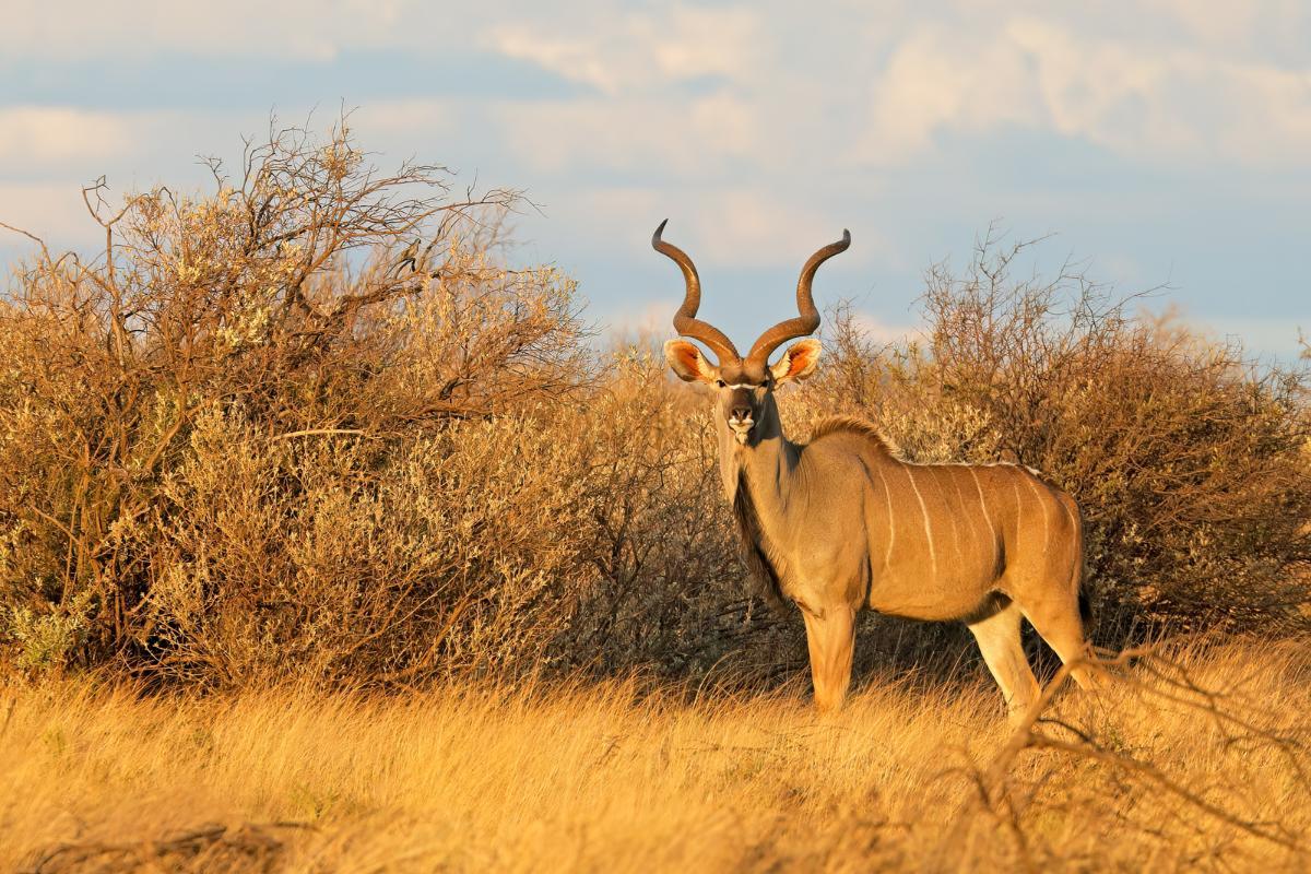 10 Deer-Like Animals - Names and Photos