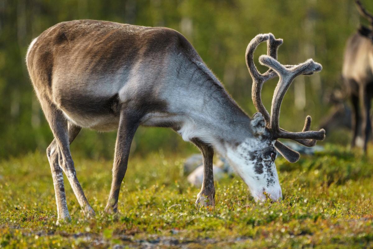 10 Deer-Like Animals - Names and Photos