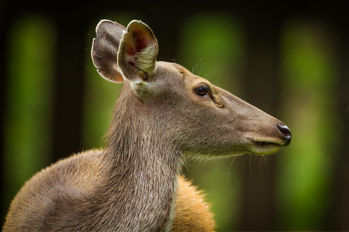 10 Deer-Like Animals - Names and Photos