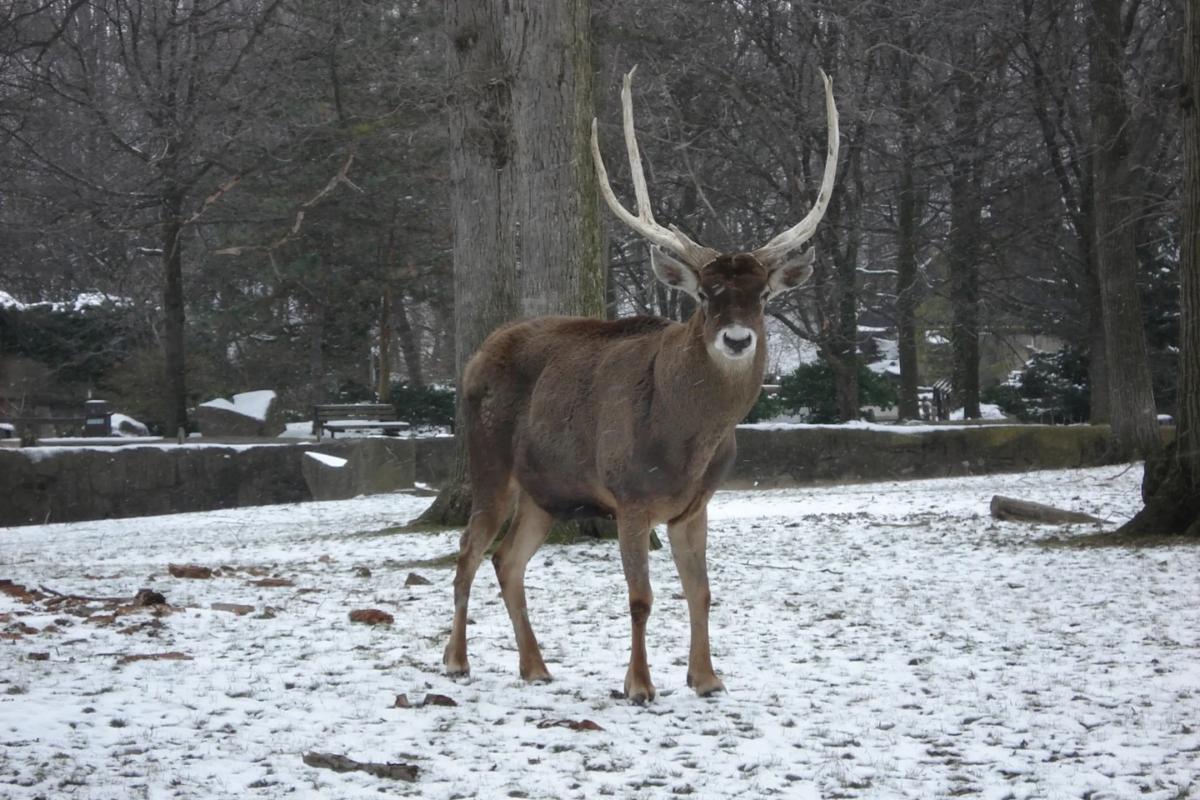 10 Deer-Like Animals - Names and Photos