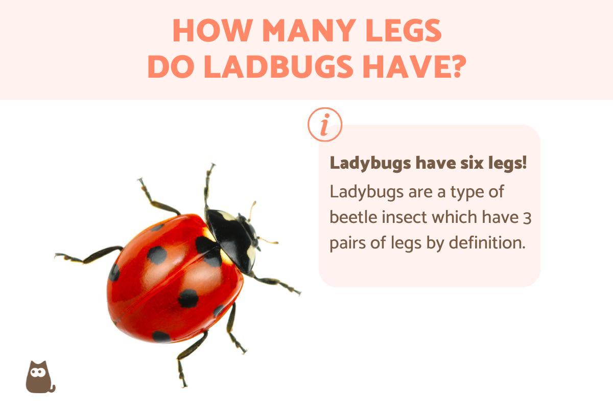 How Many Legs Do Ladybugs Have? - Ladybug Leg Anatomy