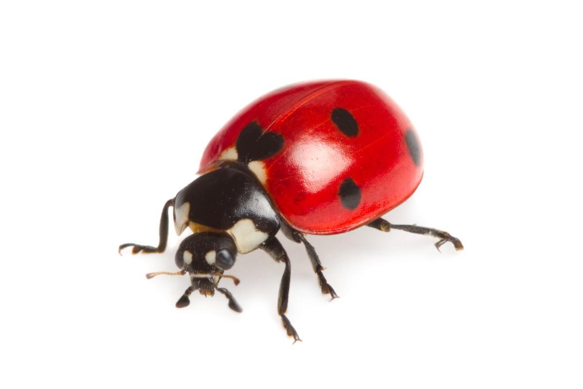 How Many Legs Do Ladybugs Have? - Ladybug Leg Anatomy