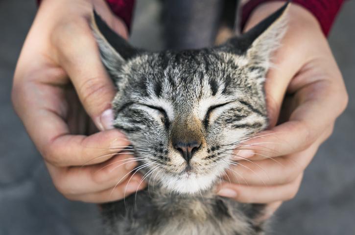Why Petting a Cat is Good for Your Health - And For Your Cat