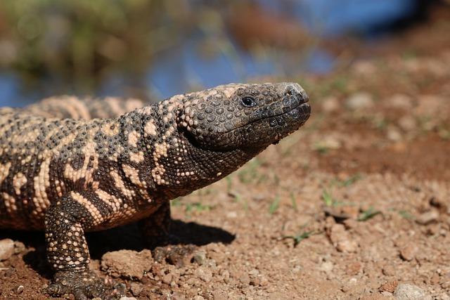 10+ List of Venomous Lizards - With Photos