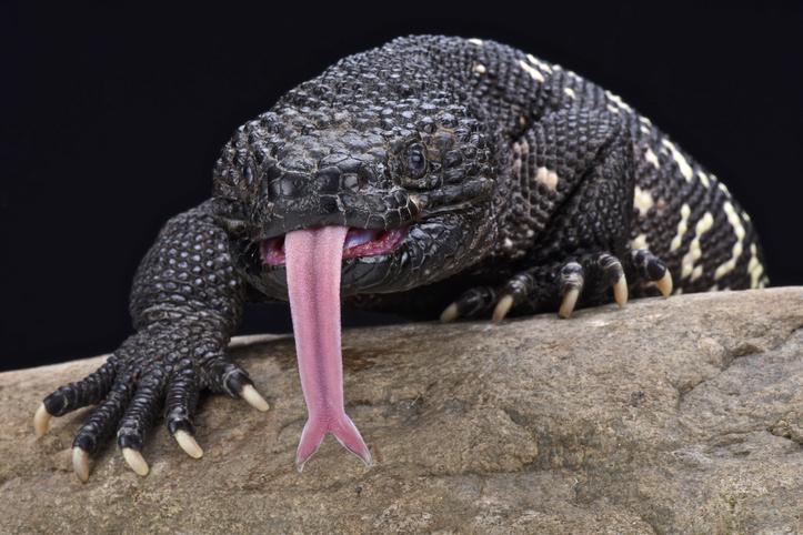 10+ List of Venomous Lizards - With Photos