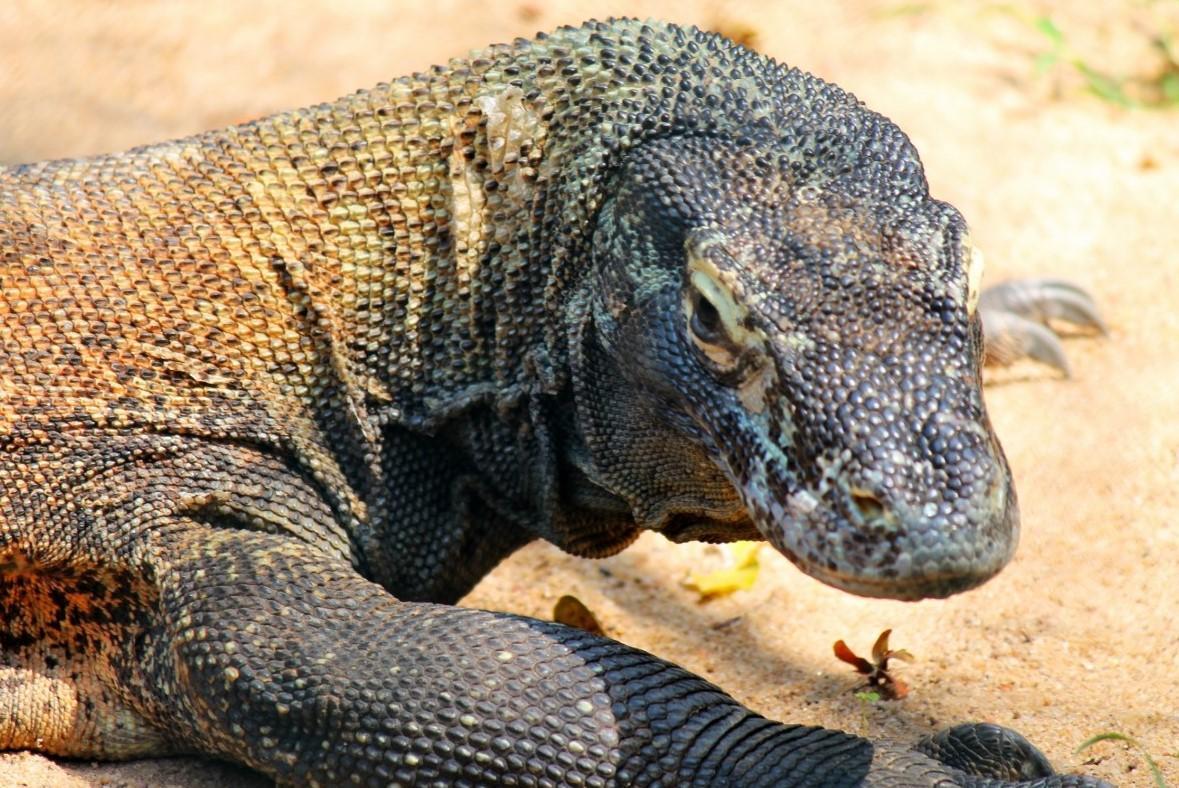 10+ List of Venomous Lizards - With Photos