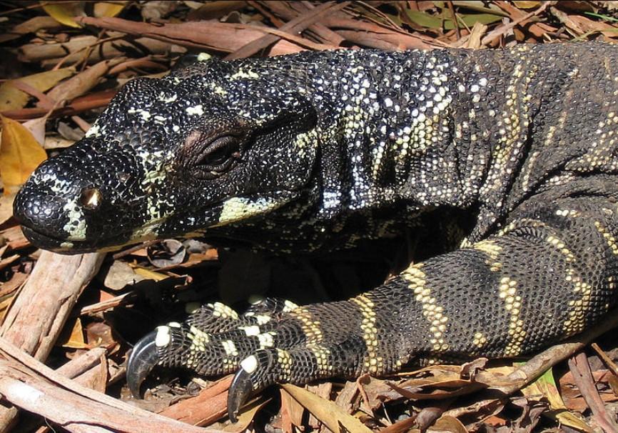 10+ List of Venomous Lizards - With Photos