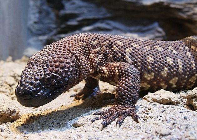 10+ List of Venomous Lizards - With Photos