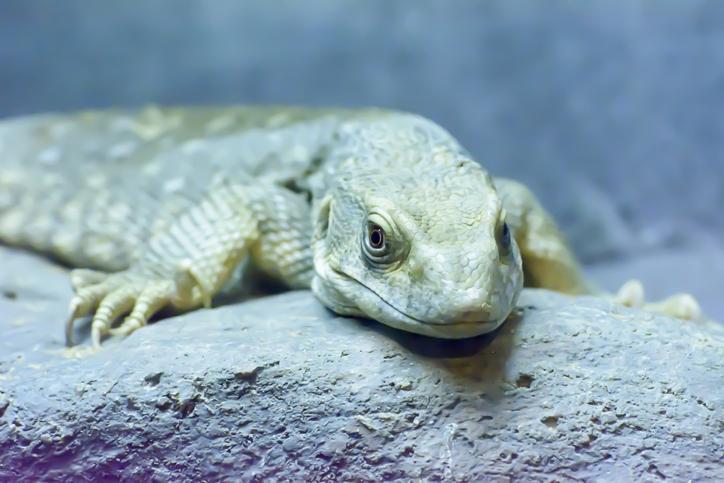10+ List of Venomous Lizards - With Photos