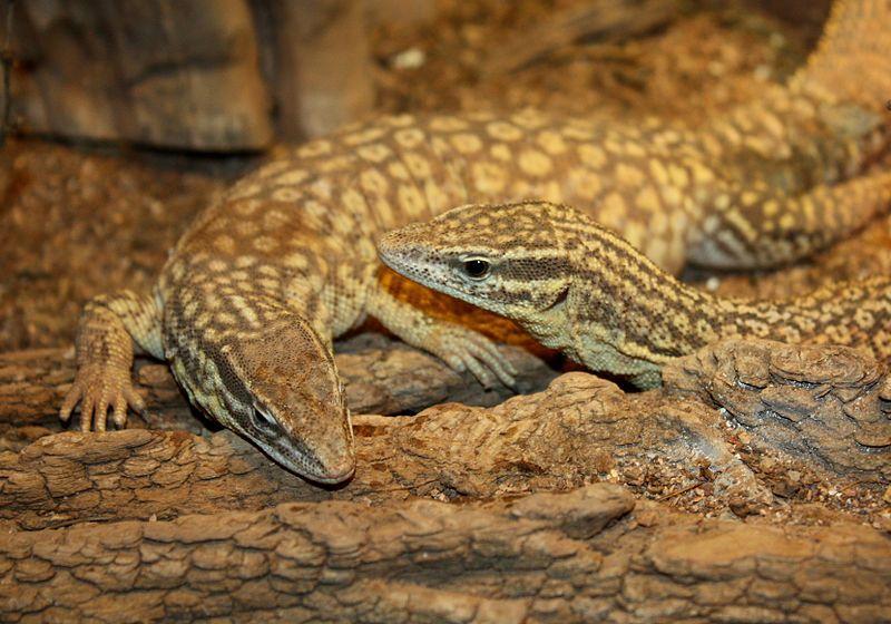 10+ List of Venomous Lizards - With Photos