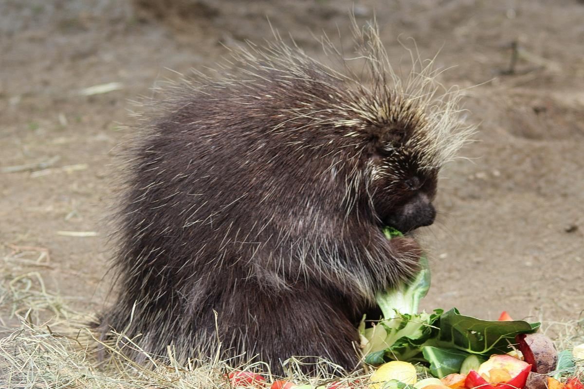 What Does the Porcupine Eat? - Dietary Habits of Porcupines
