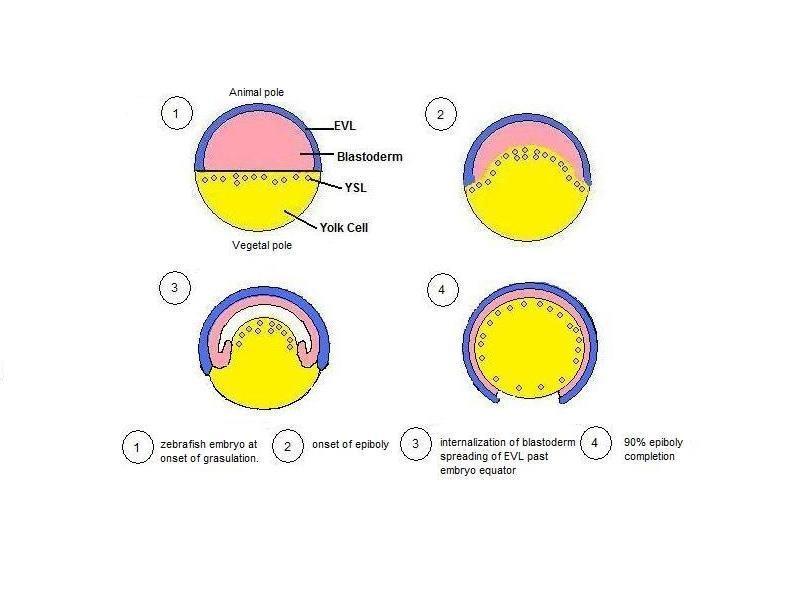 Fish Embryo Development Stages