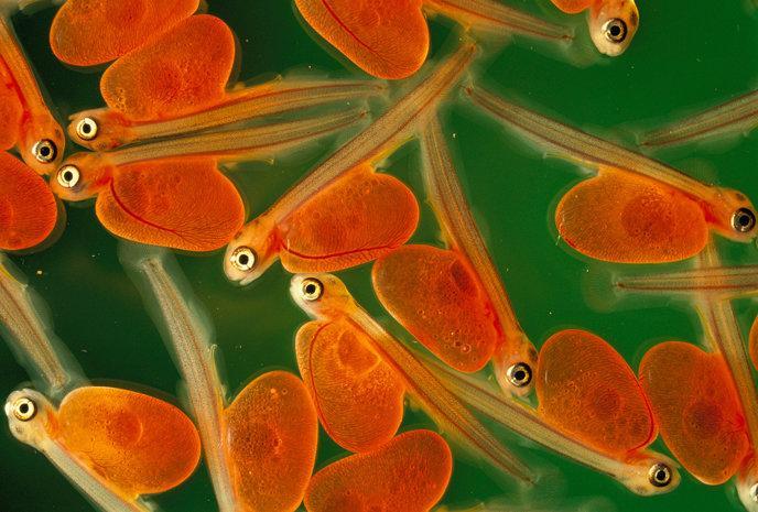 Fish Embryo Development Stages