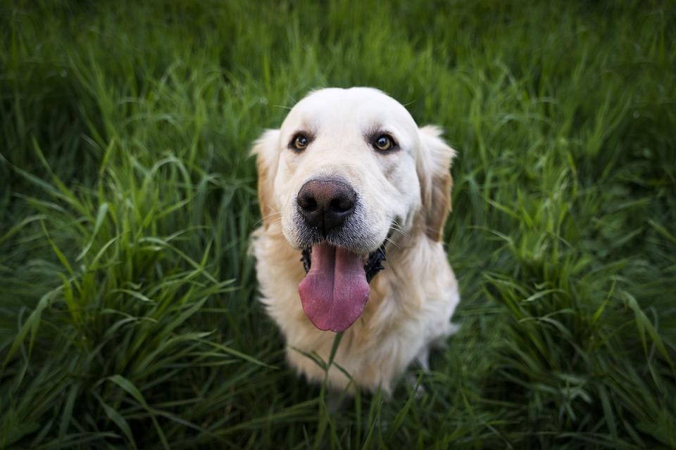 5 Labrador Companion Dog Breeds for Best Compatibility - With Photos