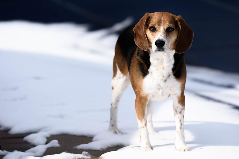 5 Labrador Companion Dog Breeds for Best Compatibility - With Photos