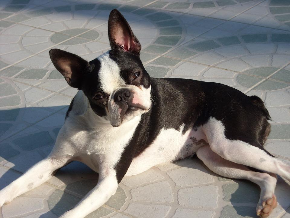 5 Labrador Companion Dog Breeds for Best Compatibility - With Photos