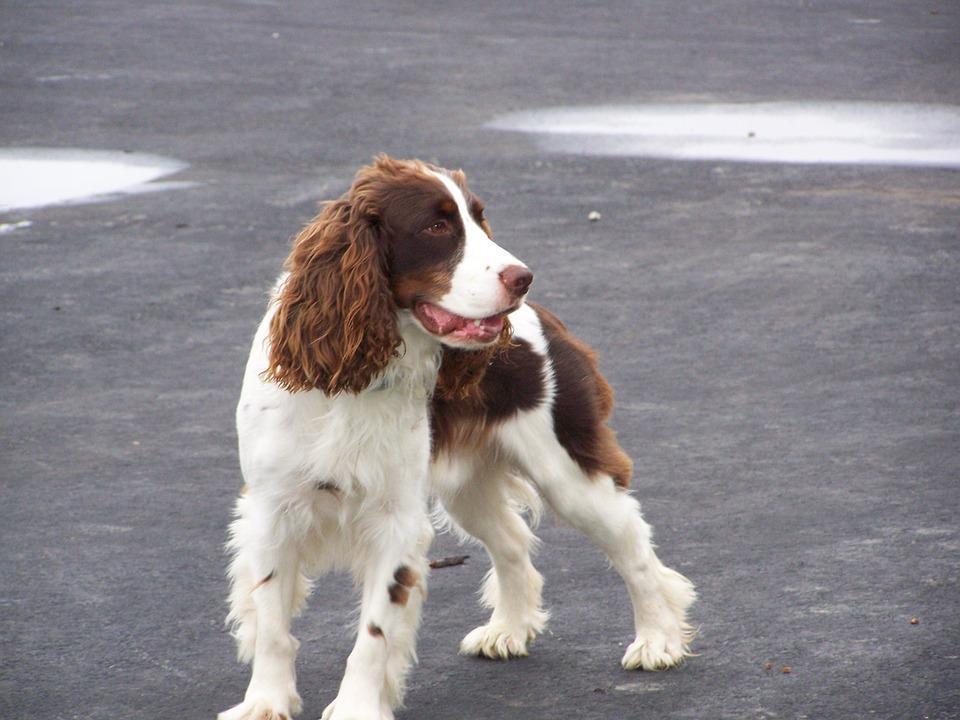 5 Labrador Companion Dog Breeds for Best Compatibility - With Photos