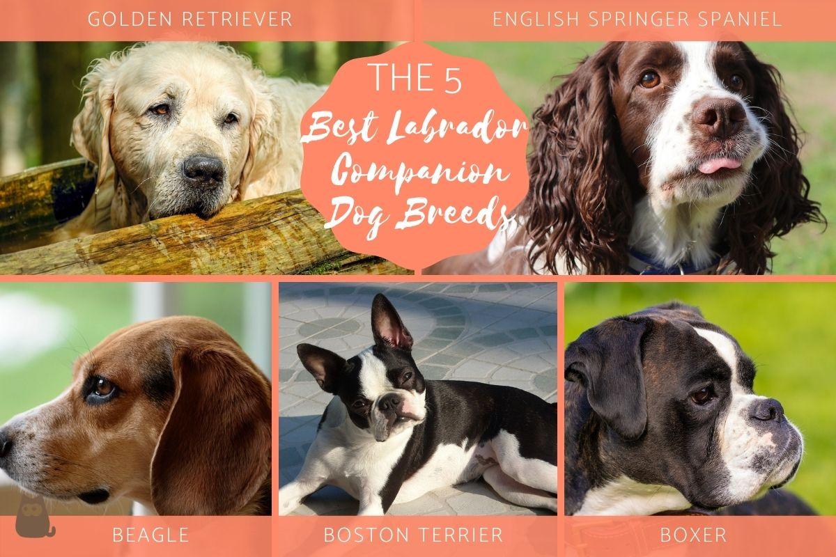 5 Labrador Companion Dog Breeds for Best Compatibility - With Photos
