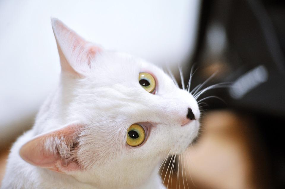 My Cat is Wheezing When Breathing - Causes Cat Wheezing Sound