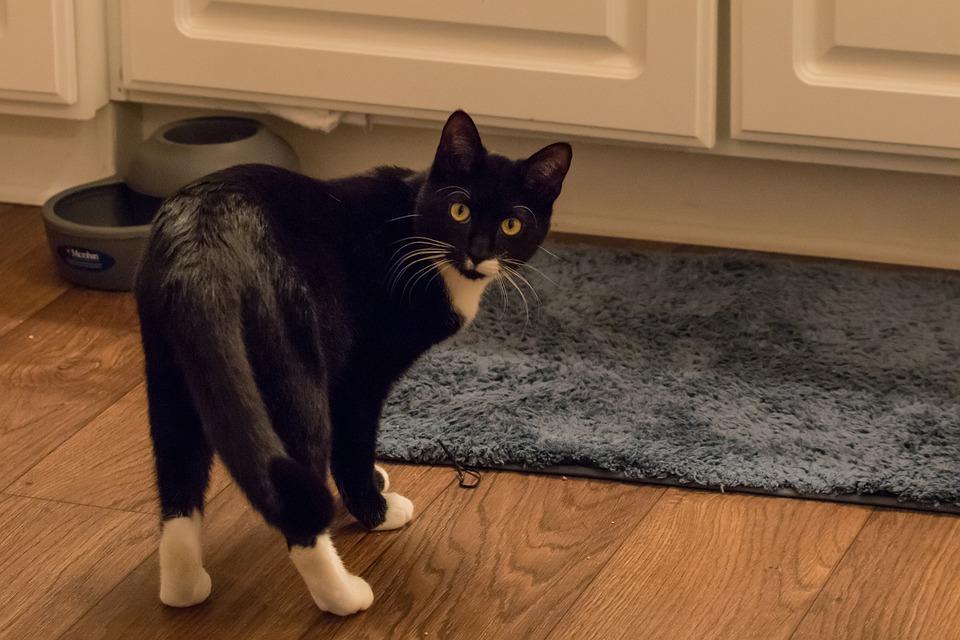 My Cat is Wheezing When Breathing - Causes Cat Wheezing Sound