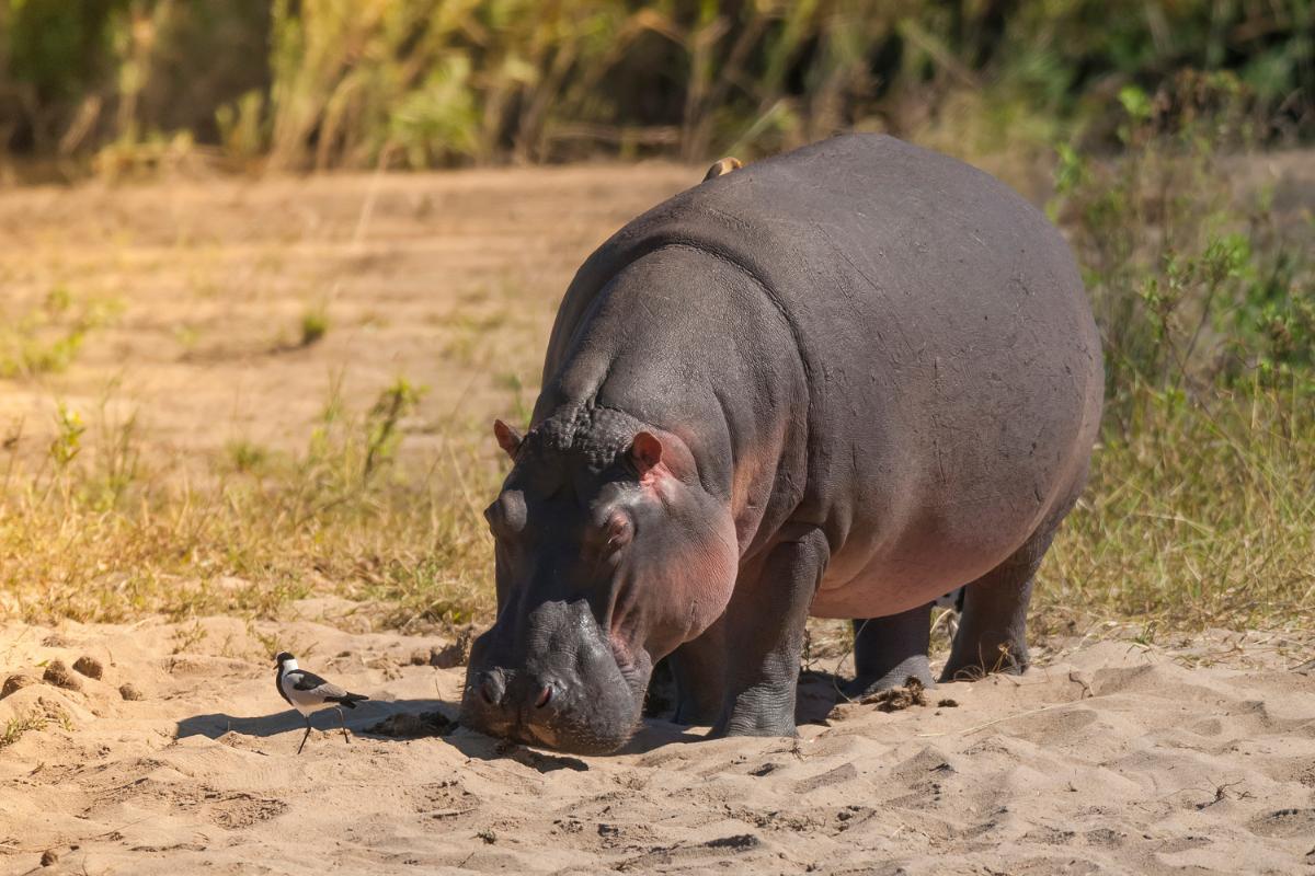 How Much Do Hippopotamuses Weigh? - Baby and Adult Hippo Weight