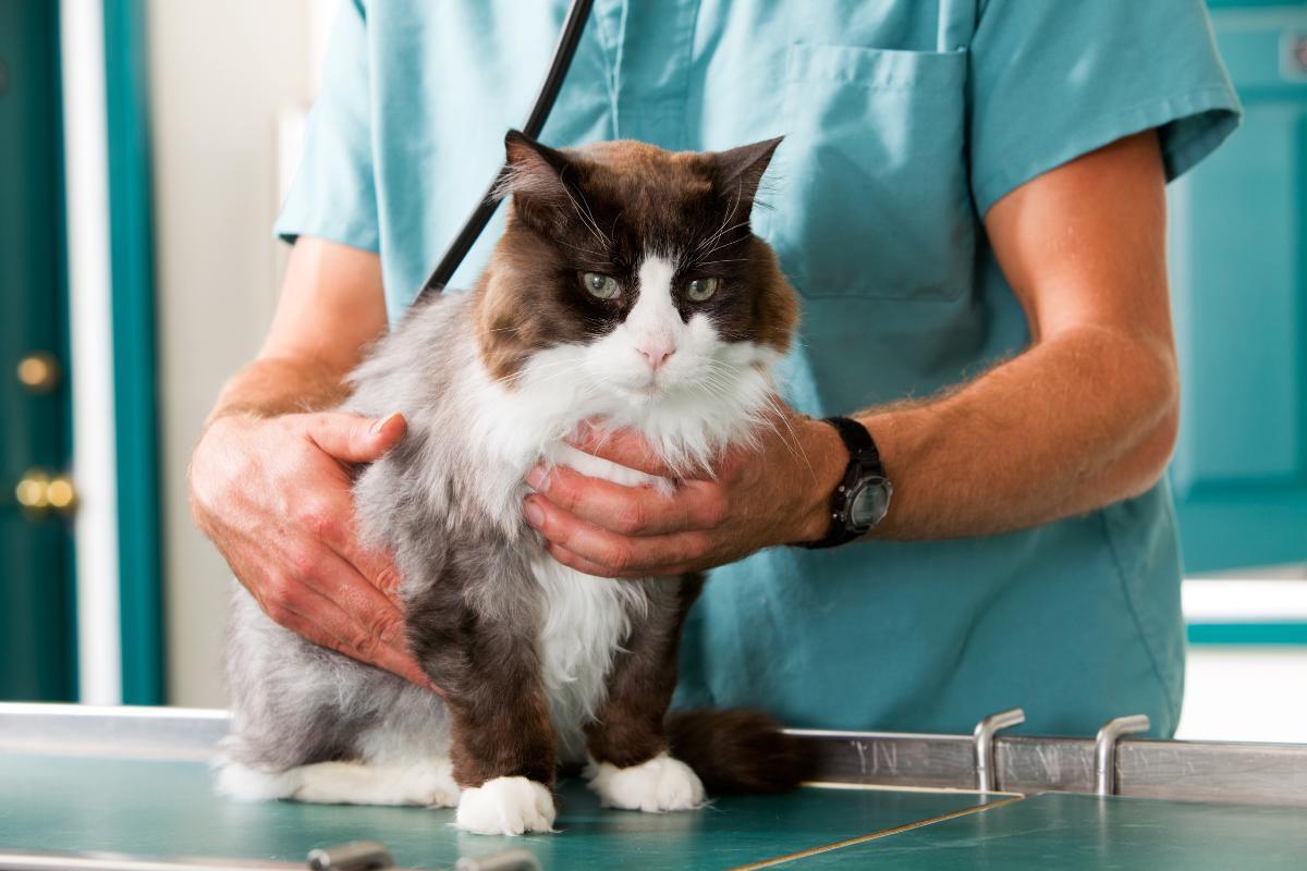 Solensia for Cats - Dosage, Side Effects and Cost