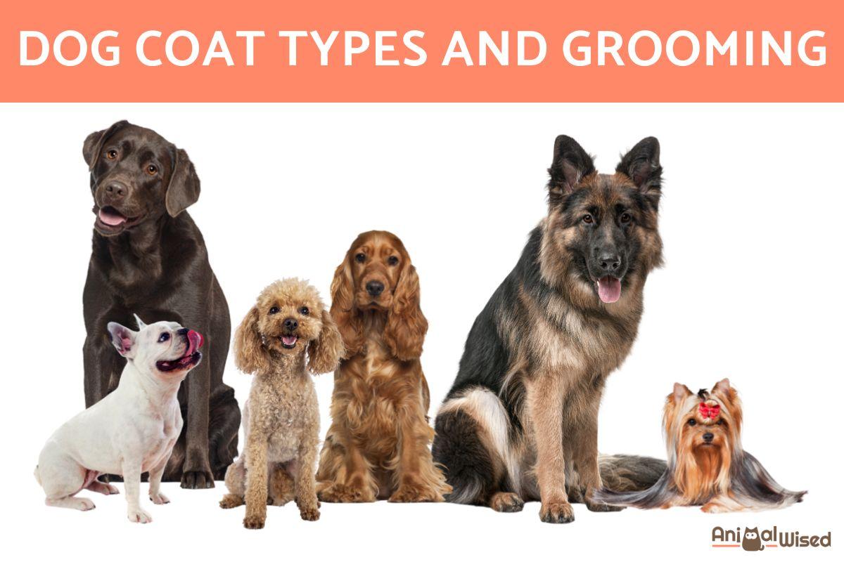Dog Coat Types and Grooming - Tips to Keep Your Dog's Coat Healthy and ...