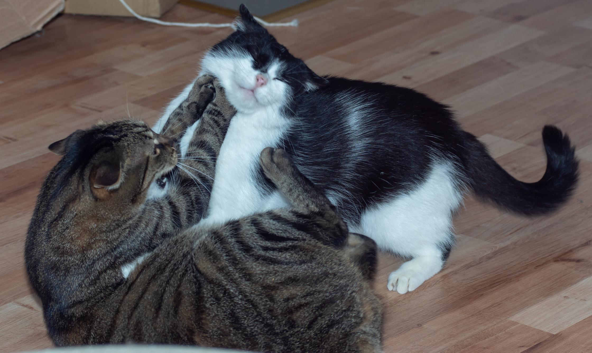 My Cat Was Bitten by Another Cat - Causes, Treatment and Prevention