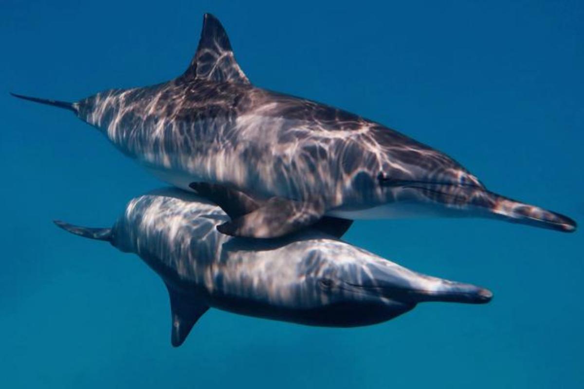 Types of Animal Reproduction - Sexual and Asexual With Examples