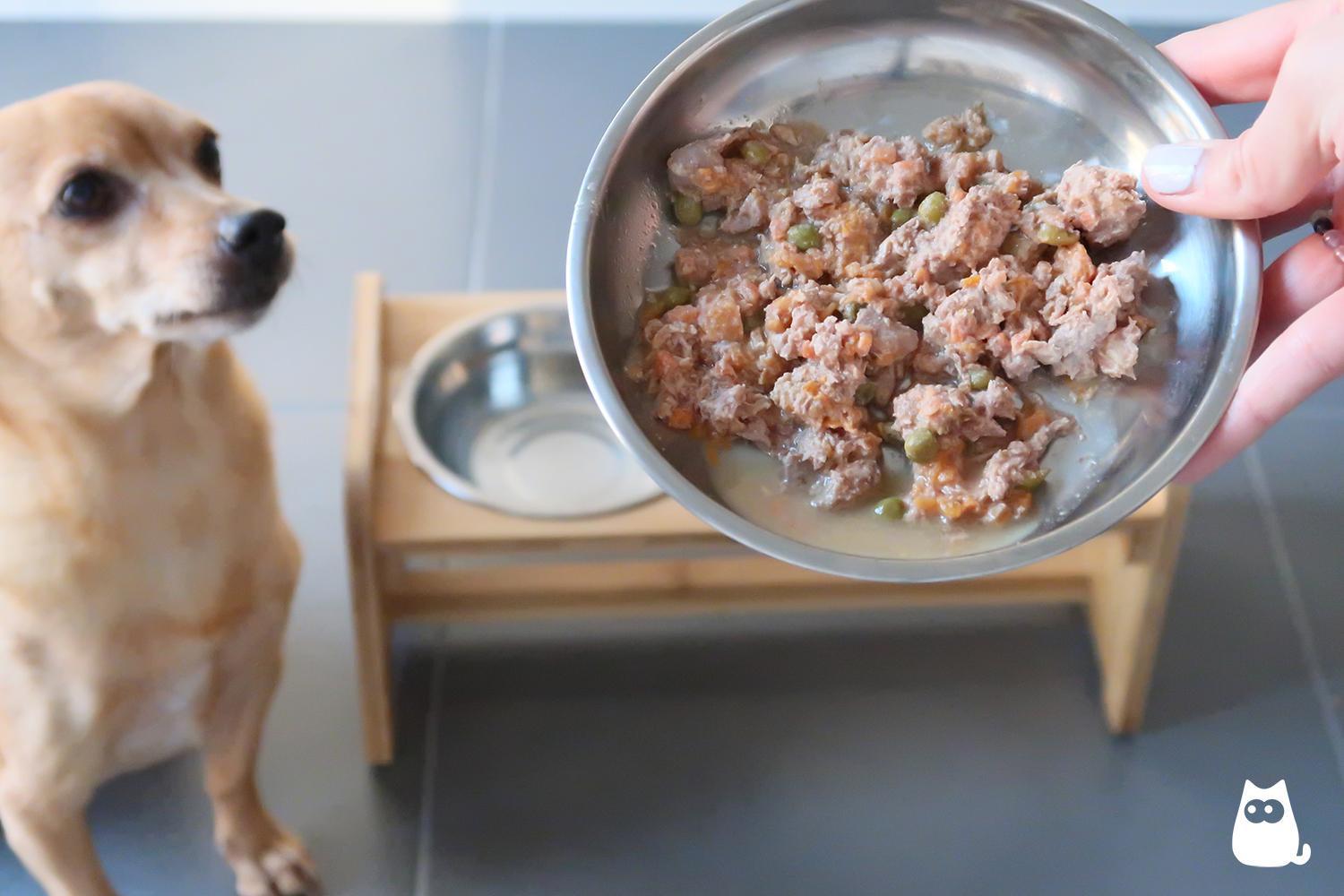 What Is the Best Meat for Dogs? - Healthiest Types of Meat