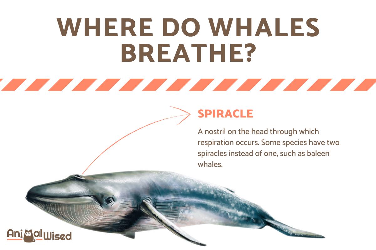How Do Whales Breathe? - Respiration Process and Evolutionary Adaptations