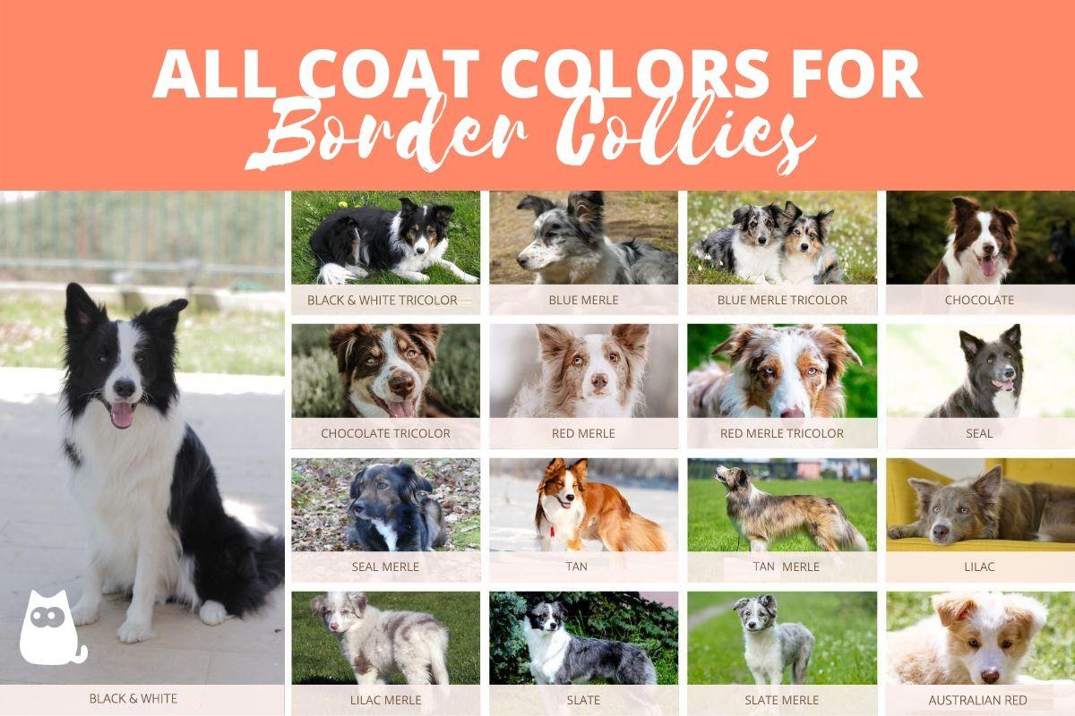 All Border Collie Colors, Patterns & Combinations - With Photos