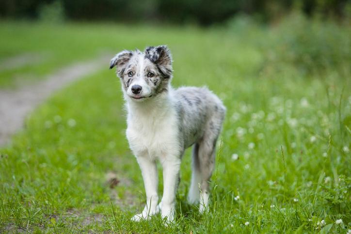 All Border Collie Colors, Patterns & Combinations - With Photos
