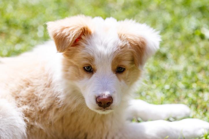 All Border Collie Colors, Patterns & Combinations - With Photos