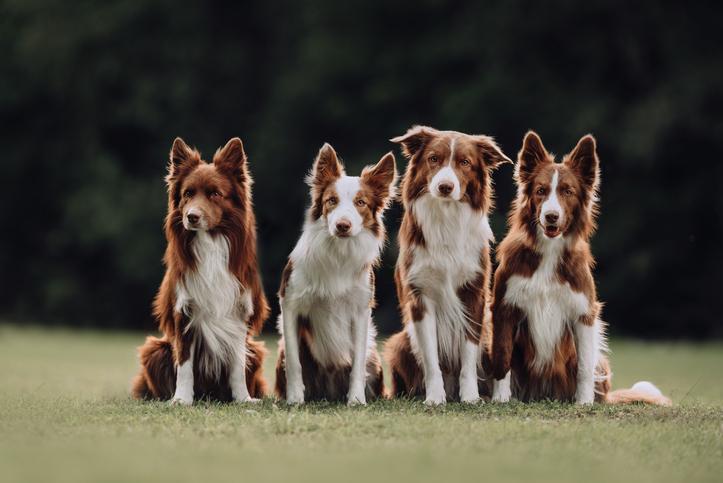 All Border Collie Colors, Patterns & Combinations - With Photos
