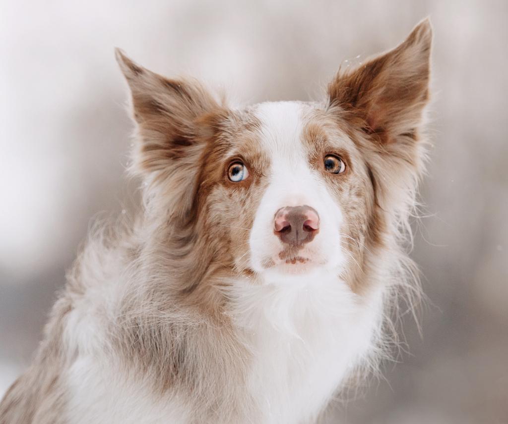 All Border Collie Colors, Patterns & Combinations - With Photos