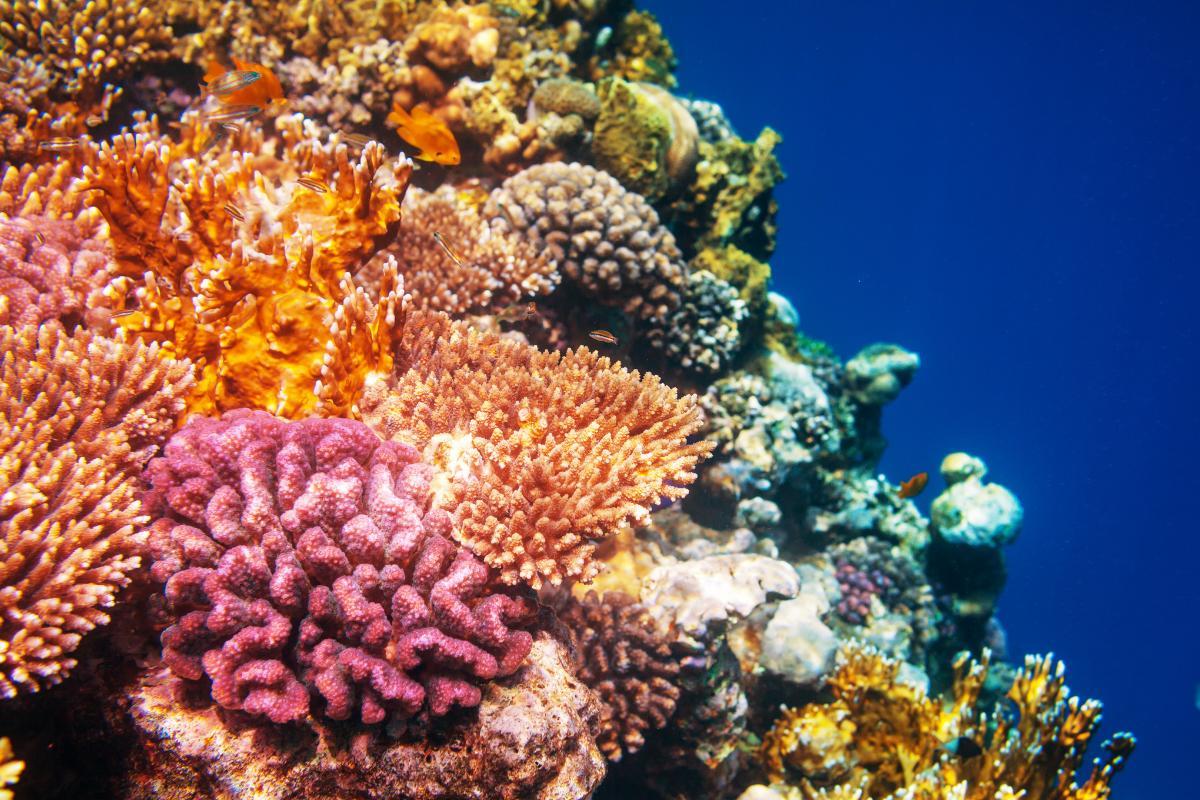 Is Coral a Plant or an Animal? - Characteristics, Types and Importance