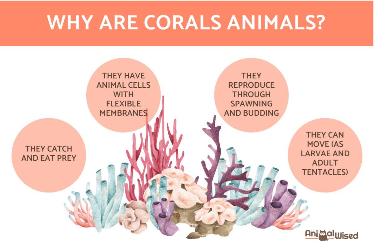 Is Coral a Plant or an Animal? - Characteristics, Types and Importance