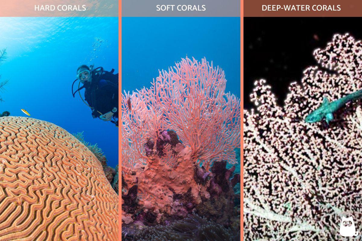 Is Coral a Plant or an Animal? - Characteristics, Types and Importance
