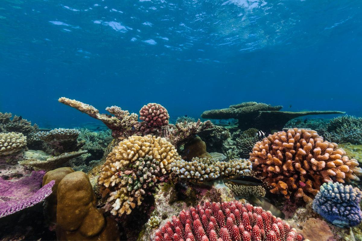 Is Coral a Plant or an Animal? - Characteristics, Types and Importance